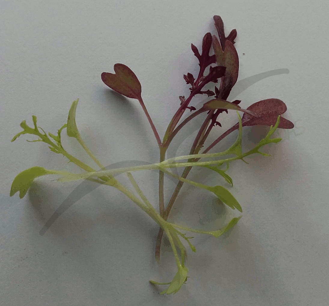 Micro Mostarda “Folhosa?” – Verde Caldas